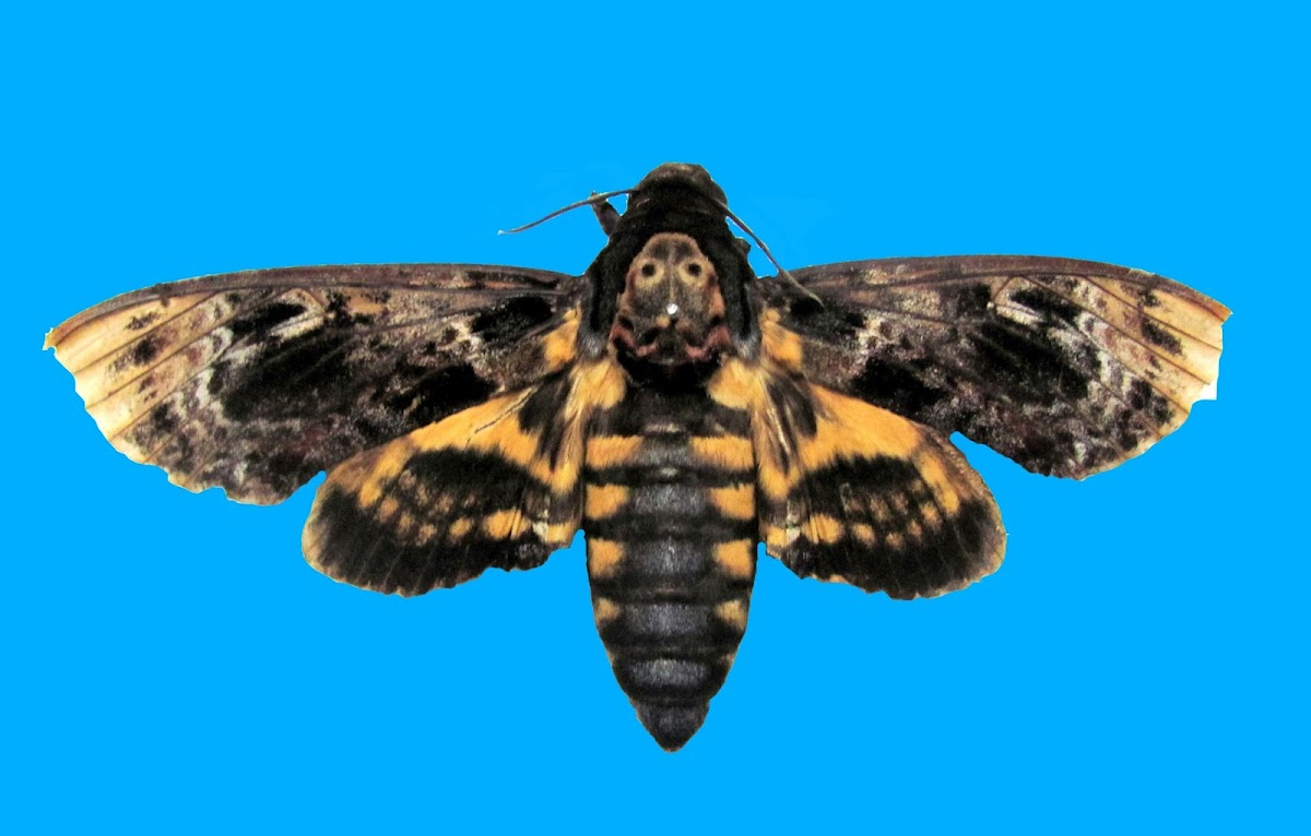 GREATER DEATH'S HEAD HAWKMOTH | Project Noah
