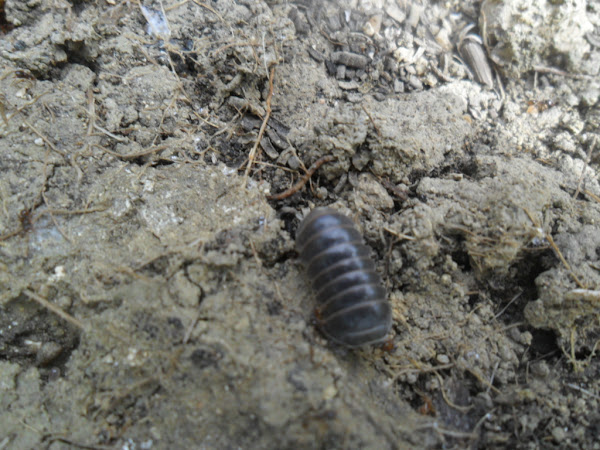 Bicho da conta | Project Noah