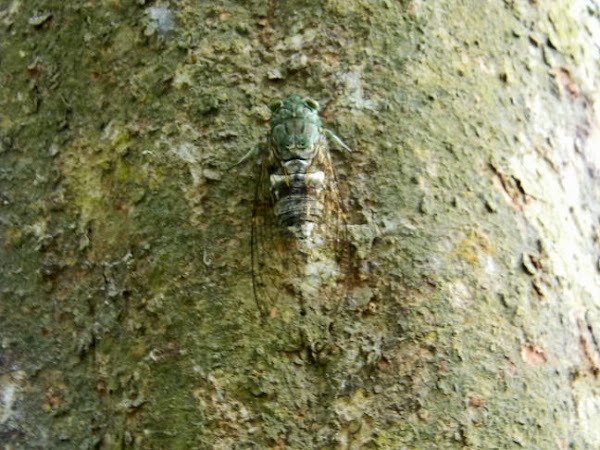 singing cicada | Project Noah