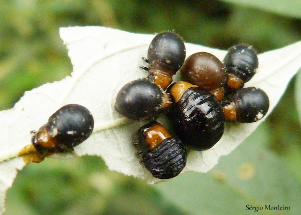 Leaf beetle larva | Project Noah