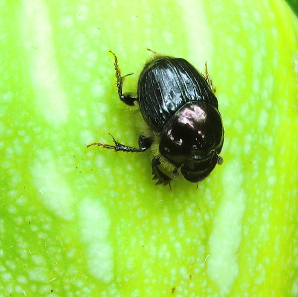 Native dung beetle | Project Noah