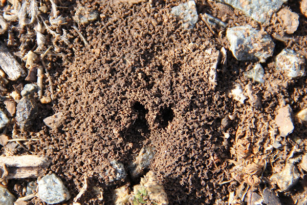 Ant Burrow | Project Noah