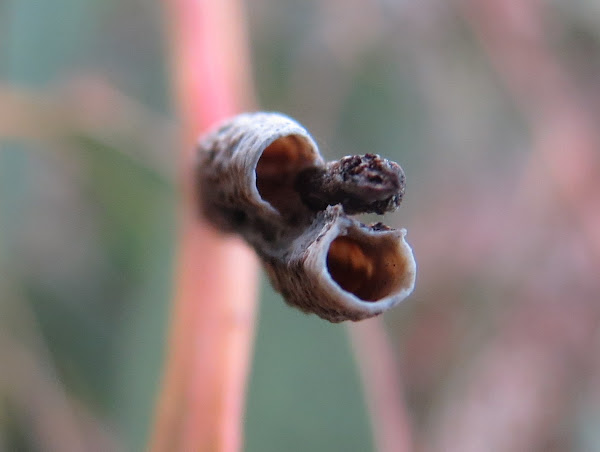 Tube Spittle Bug (cocoon) | Project Noah
