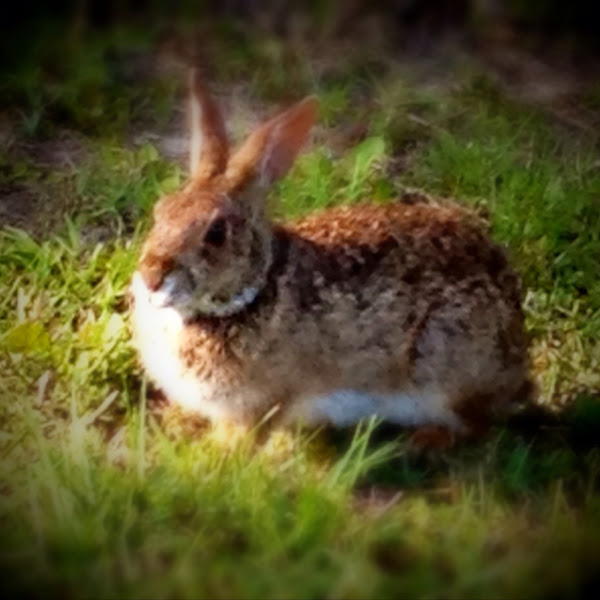 Swamp Rabbit | Project Noah