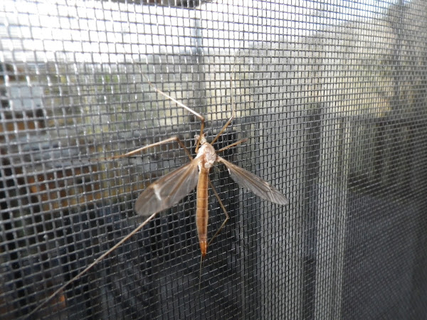 Crane fly | Project Noah
