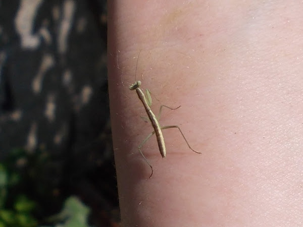 European mantis baby | Project Noah