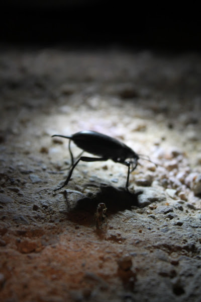 Pinacate Beetle | Project Noah