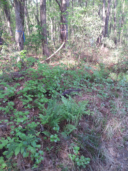 Forrest | Project Noah