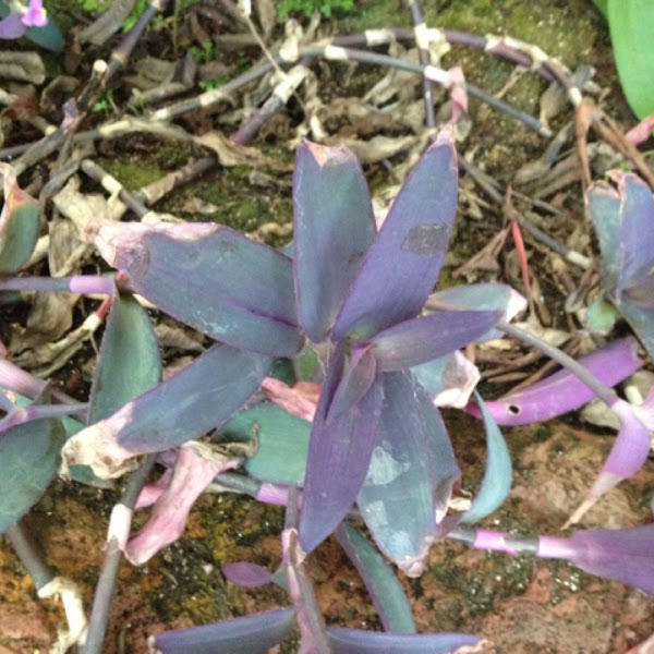 Purple Heart | Project Noah