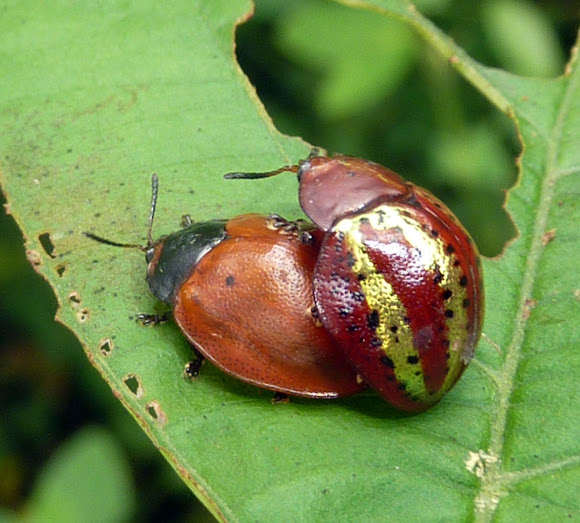 leaf bettle | Project Noah