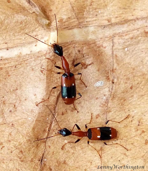 Ground Beetle | Project Noah