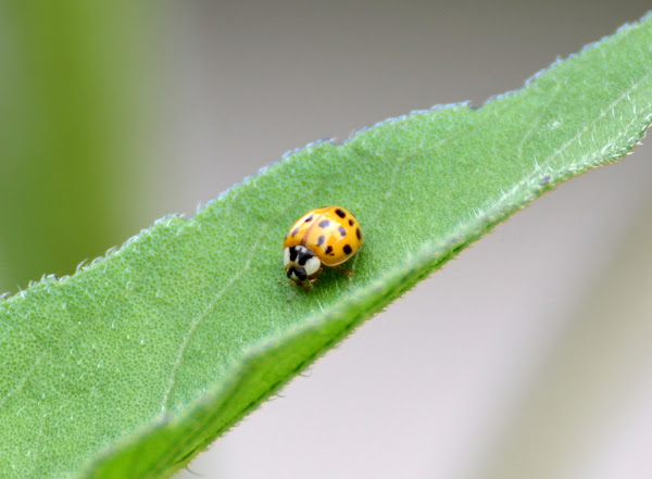 multicolored Asian lady beetle | Project Noah