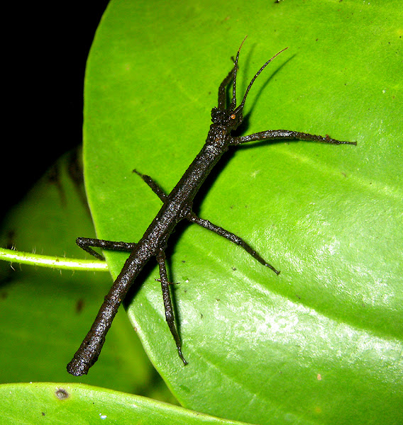 Crested Stick Insect | Project Noah