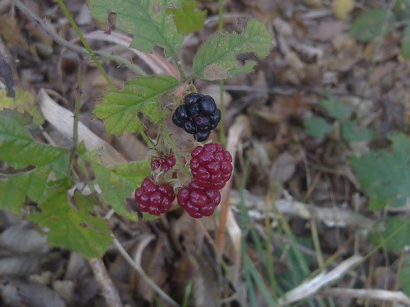 Blackberry | Project Noah