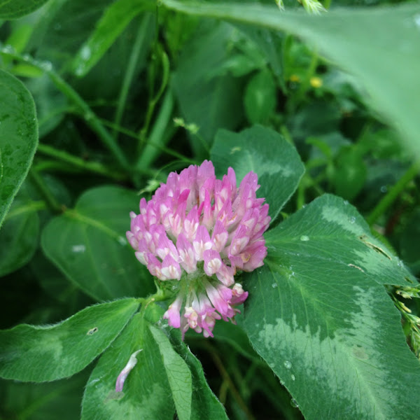 Red Clover | Project Noah