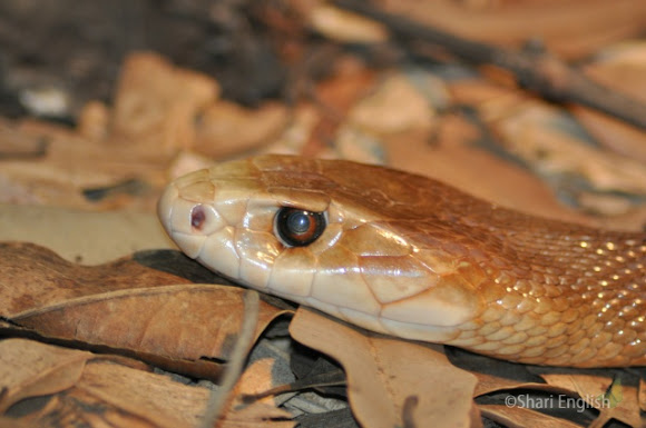 Coastal Taipan | Project Noah