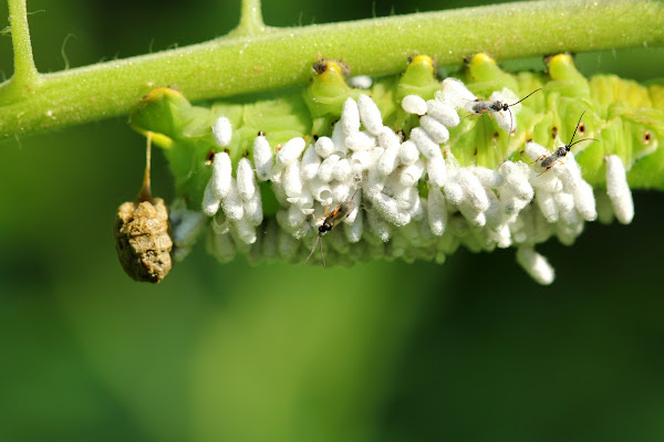 Braconid Wasp | Project Noah