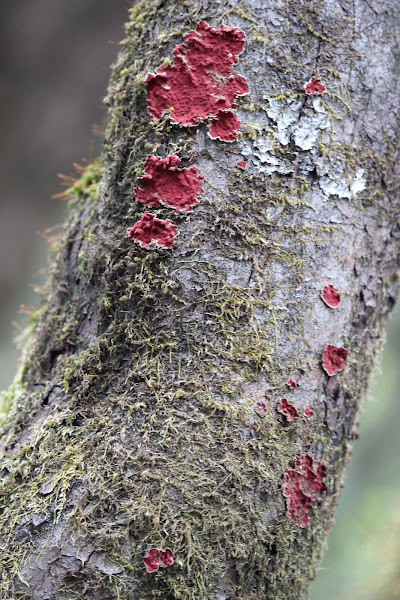 Red crustose lichen | Project Noah