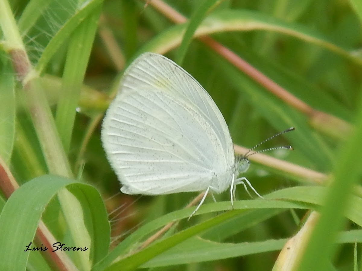 Florida White | Project Noah