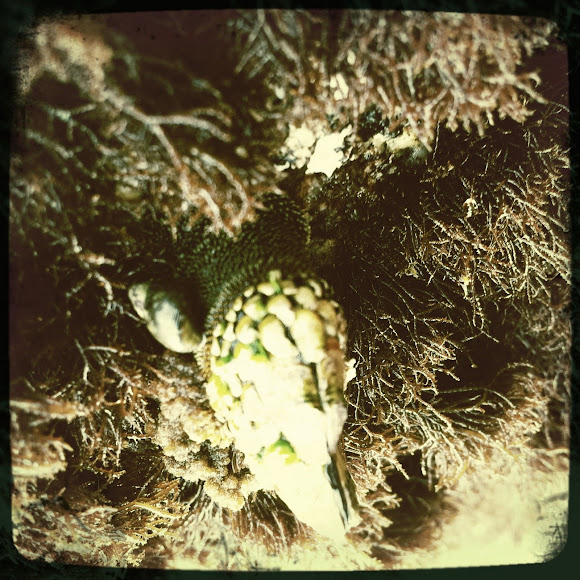 Leaf Barnacle | Project Noah