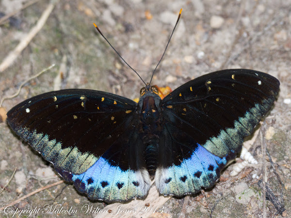Archduke Butterfly | Project Noah