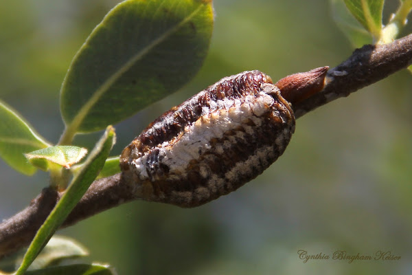 Mantis Ootheca | Project Noah