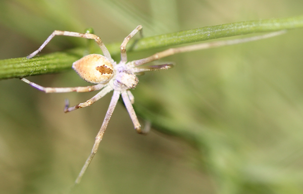 spider | Project Noah