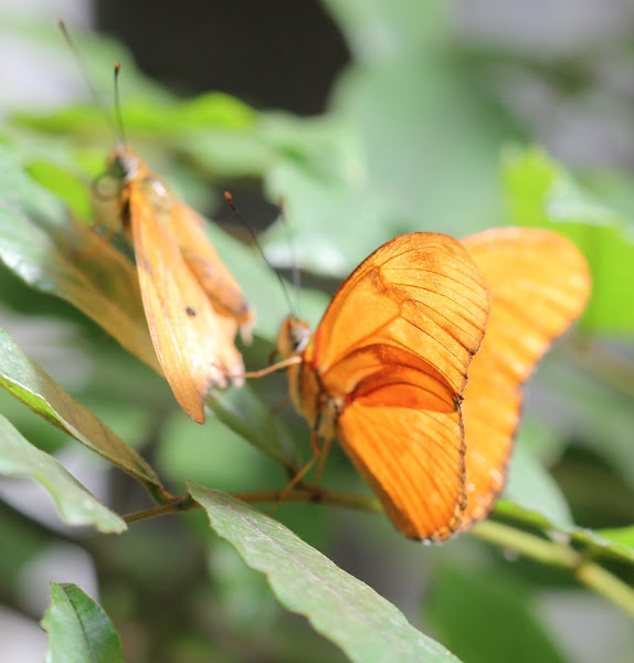 Flame Butterfly | Project Noah