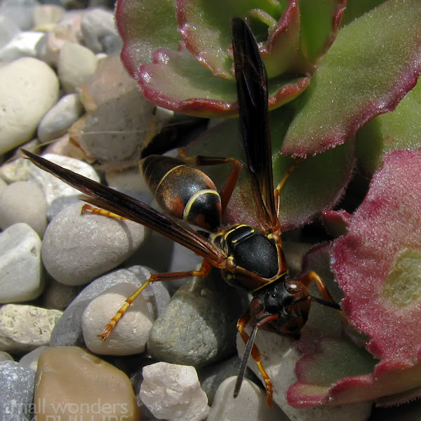 Northern Paper Wasp - female | Project Noah
