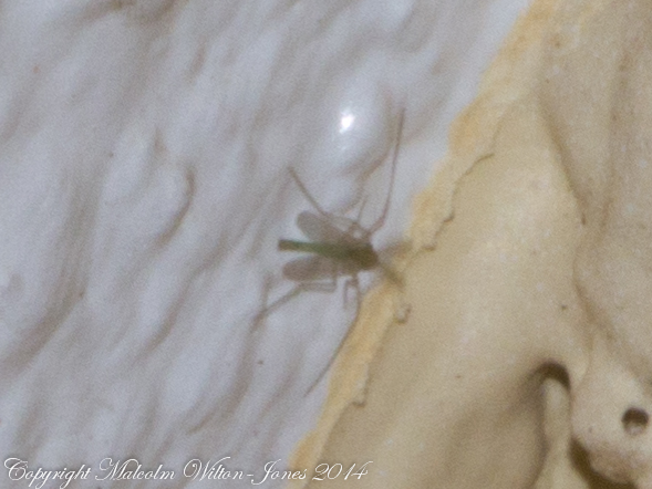 Green Midge | Project Noah