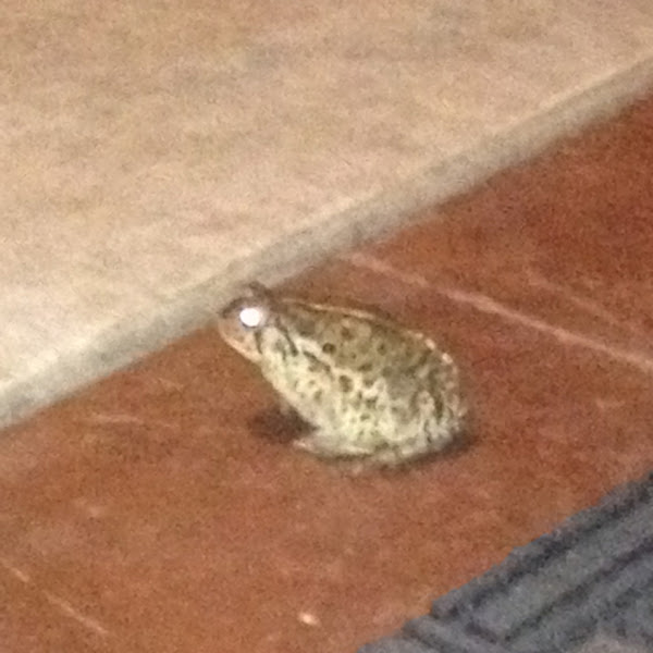 Woodhouse's toad | Project Noah