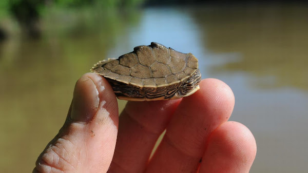 Ouachita map turtle (hatchling) | Project Noah