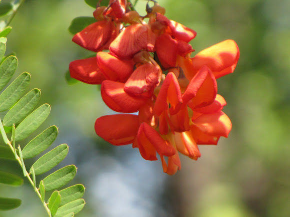 Rattle box tree | Project Noah