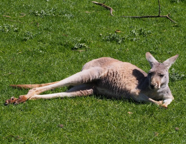 Red Kangaroo (female) | Project Noah