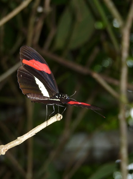 Heliconius butterfly | Project Noah