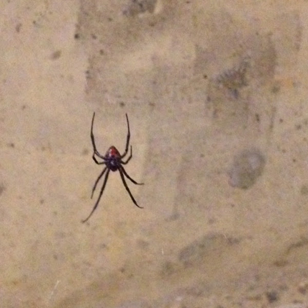 Redback Spider | Project Noah