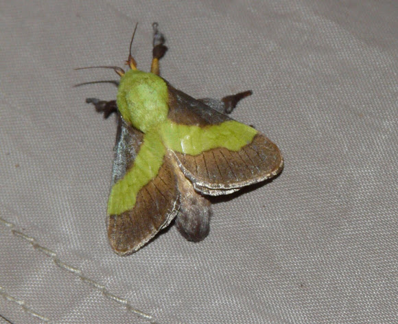 Slug moth | Project Noah