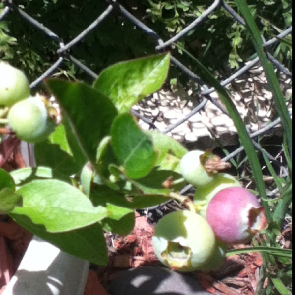 Bluegold blueberry | Project Noah