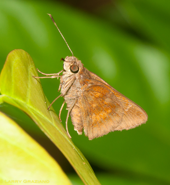 Skipper Butterfly | Project Noah