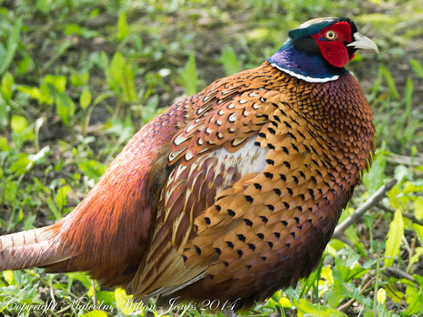 Pheasant | Project Noah