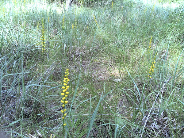 Yellow colic root | Project Noah