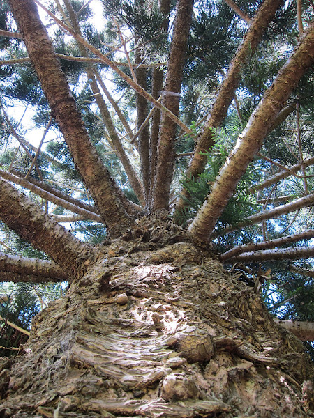 Hoop Pine | Project Noah