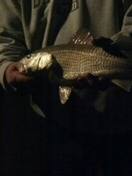 Spottail bass | Project Noah