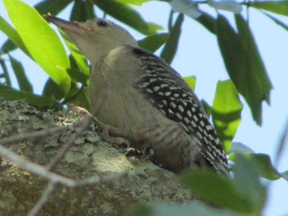 red-bellied woodpecker, fledgling | Project Noah