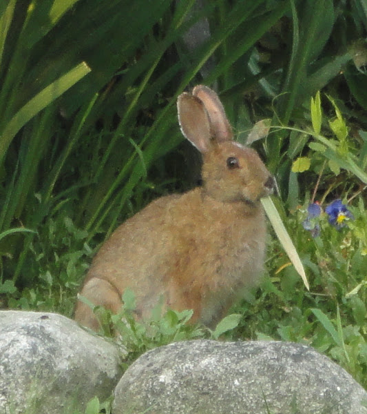 Wascally Wabbits | Project Noah