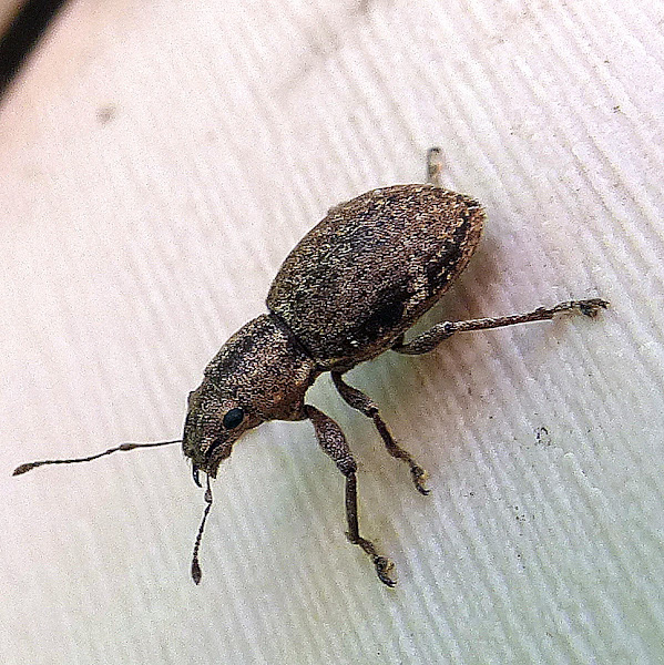 Fuller's Rose Weevil | Project Noah