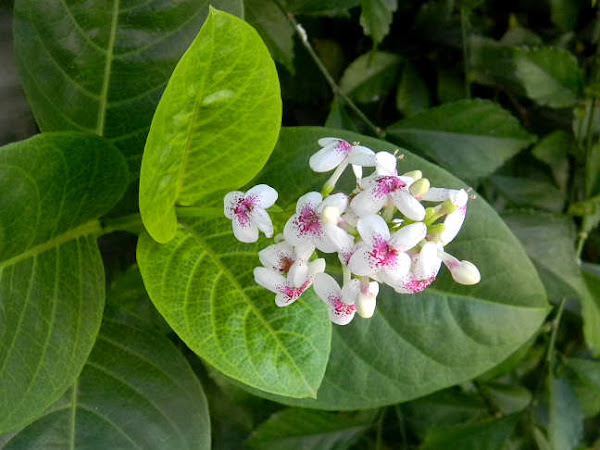 yellow-vein eranthemum, golden pseuderanthemum | Project Noah