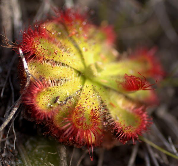 Sundew / Sondou | Project Noah