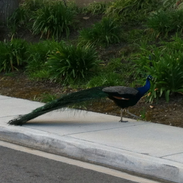 Indian Peafowl | Project Noah