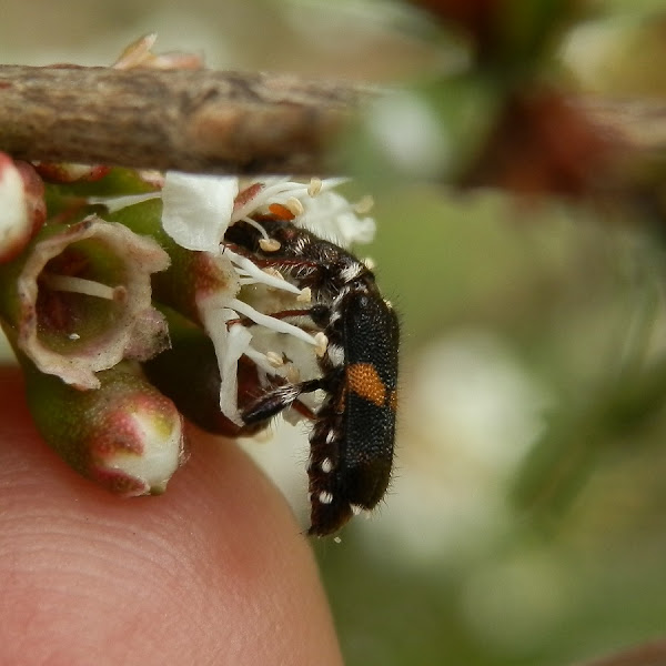 Checkered Beetle (Clerid Beetle) | Project Noah
